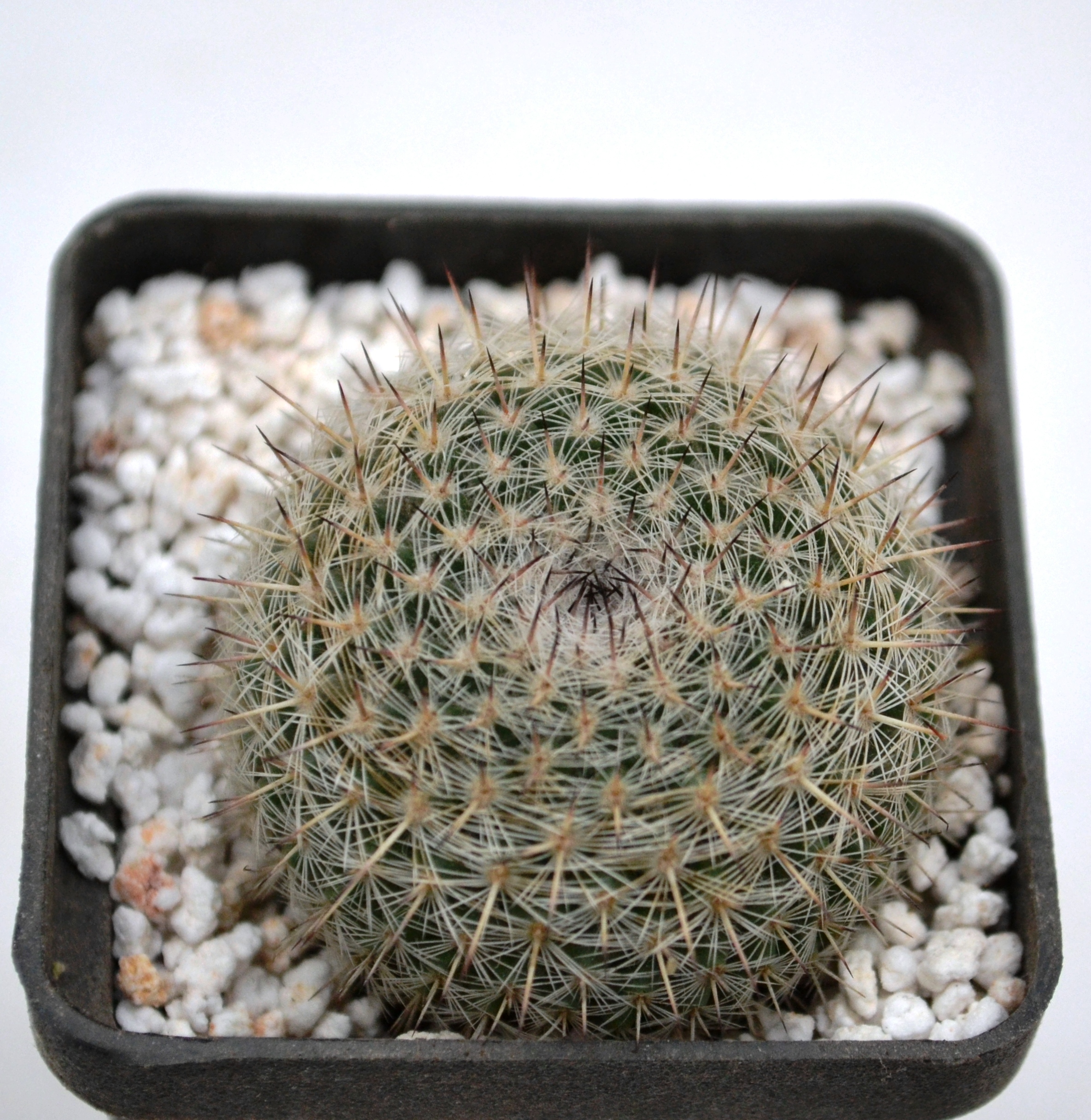 Mammillaria albata — Cactus-shop