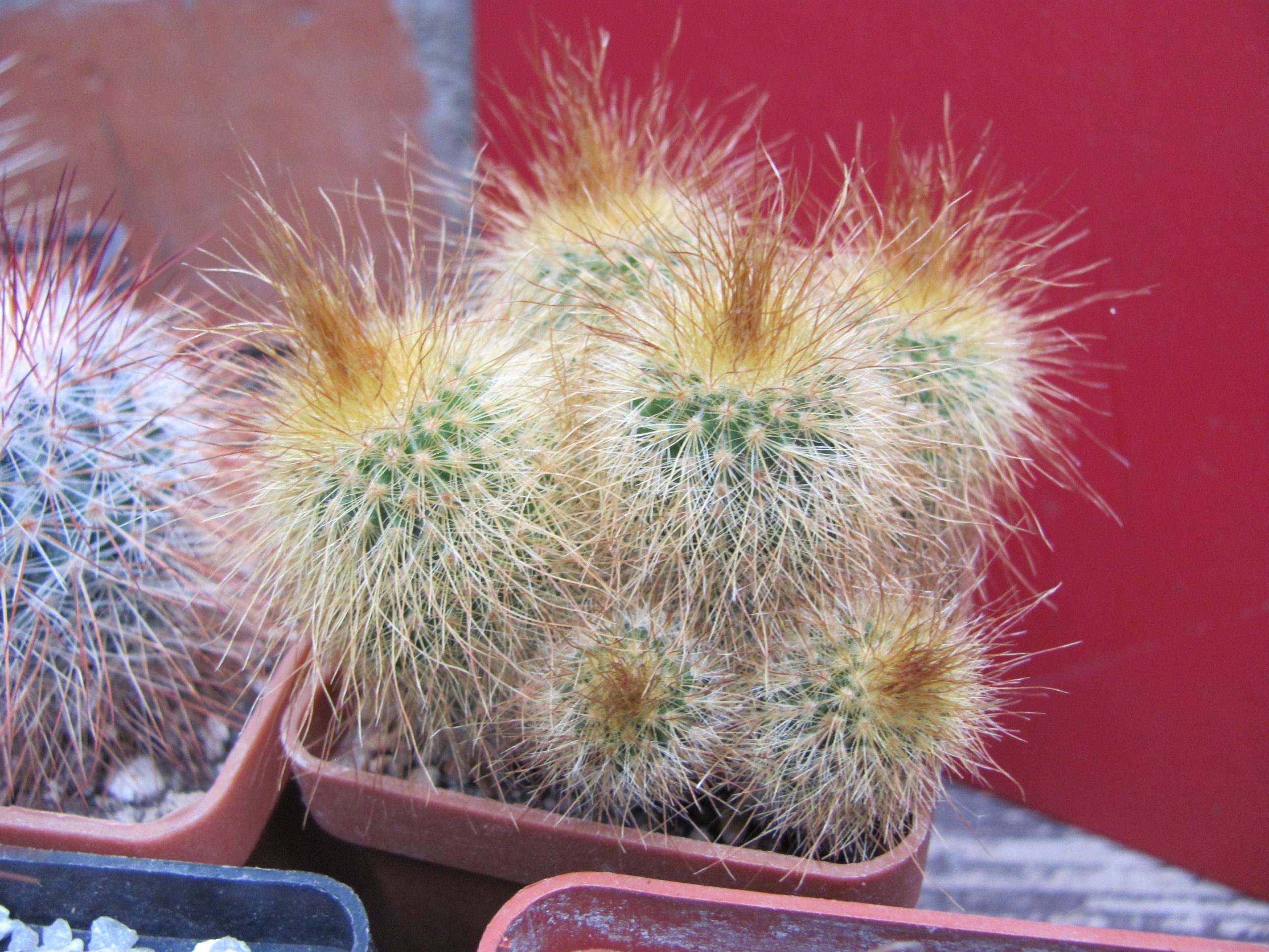 Eriocactus leninghausii — Cactus-shop