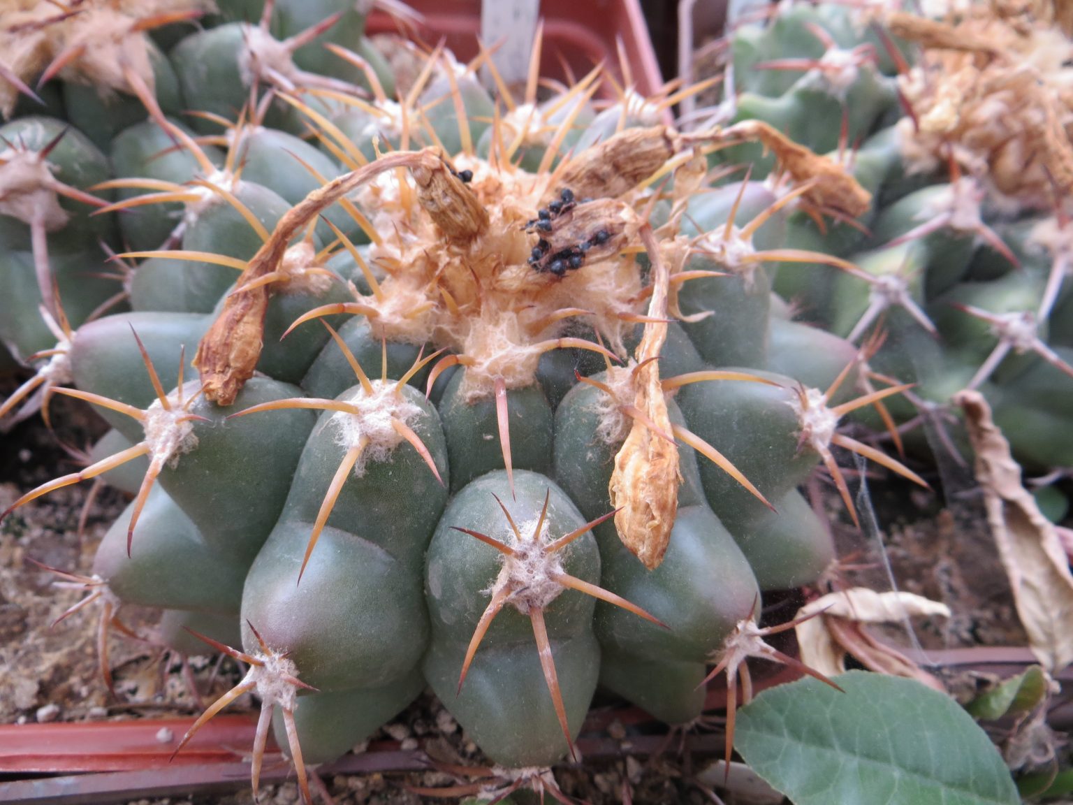 discocactus sp limpa Kohres 10 seeds — Cactus-shop