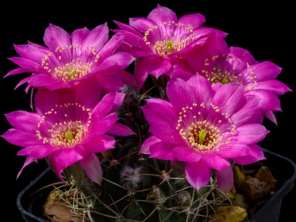 Lobivia backebergii v. larae KK0696 -La Vine-Seeds-семена - — Cactus-shop