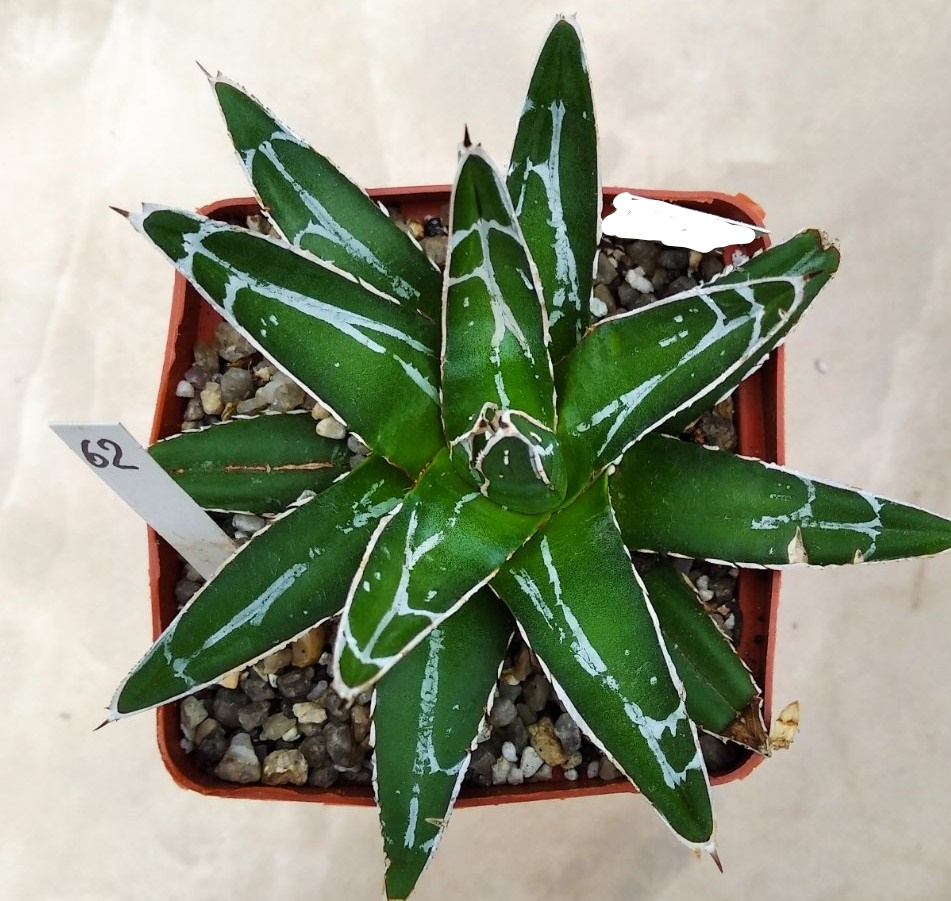 62 Agave victoria-reginae 'Snow Queen' — Cactus-shop