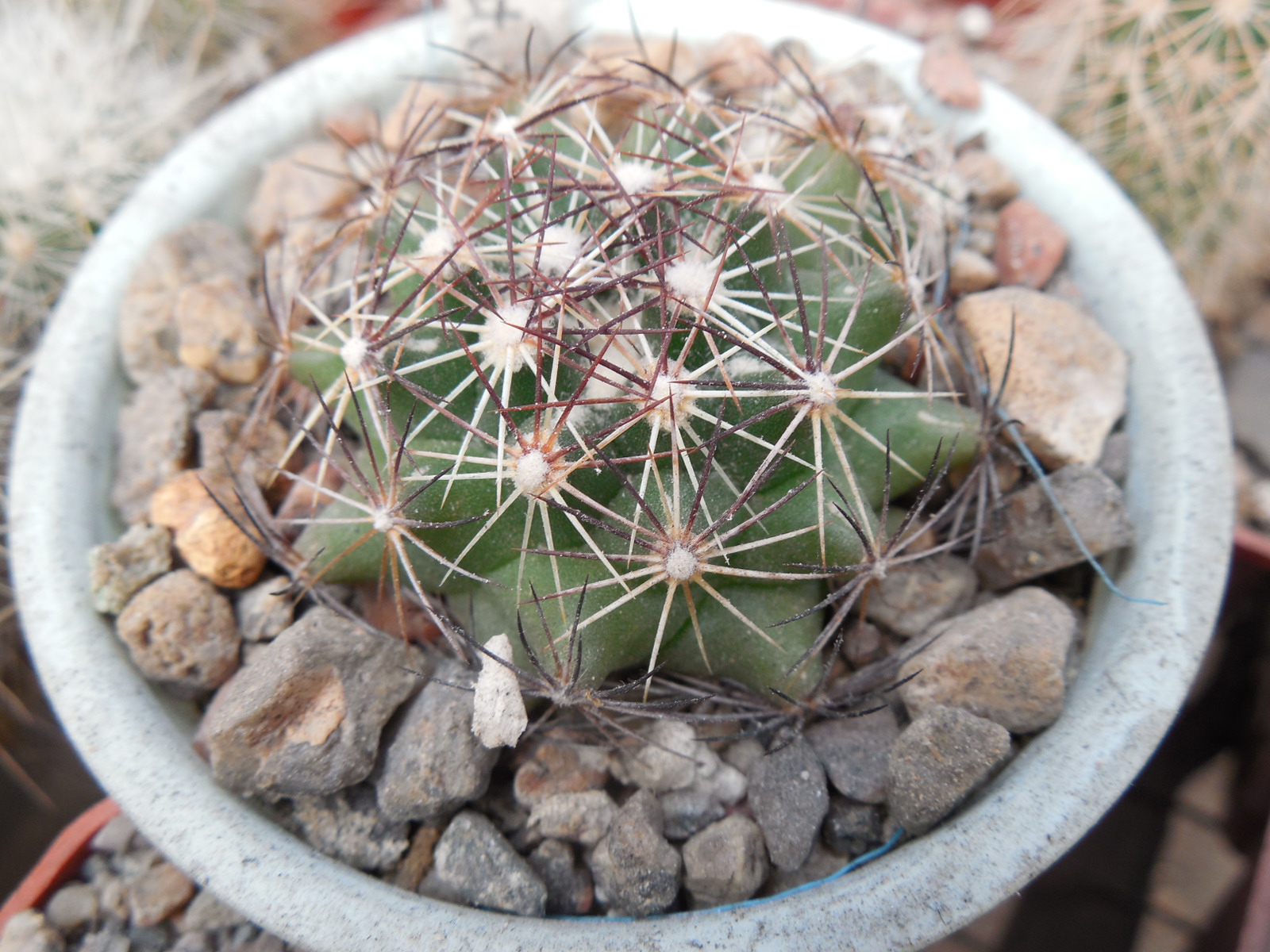 Coryphantha neglecta — Cactus-shop