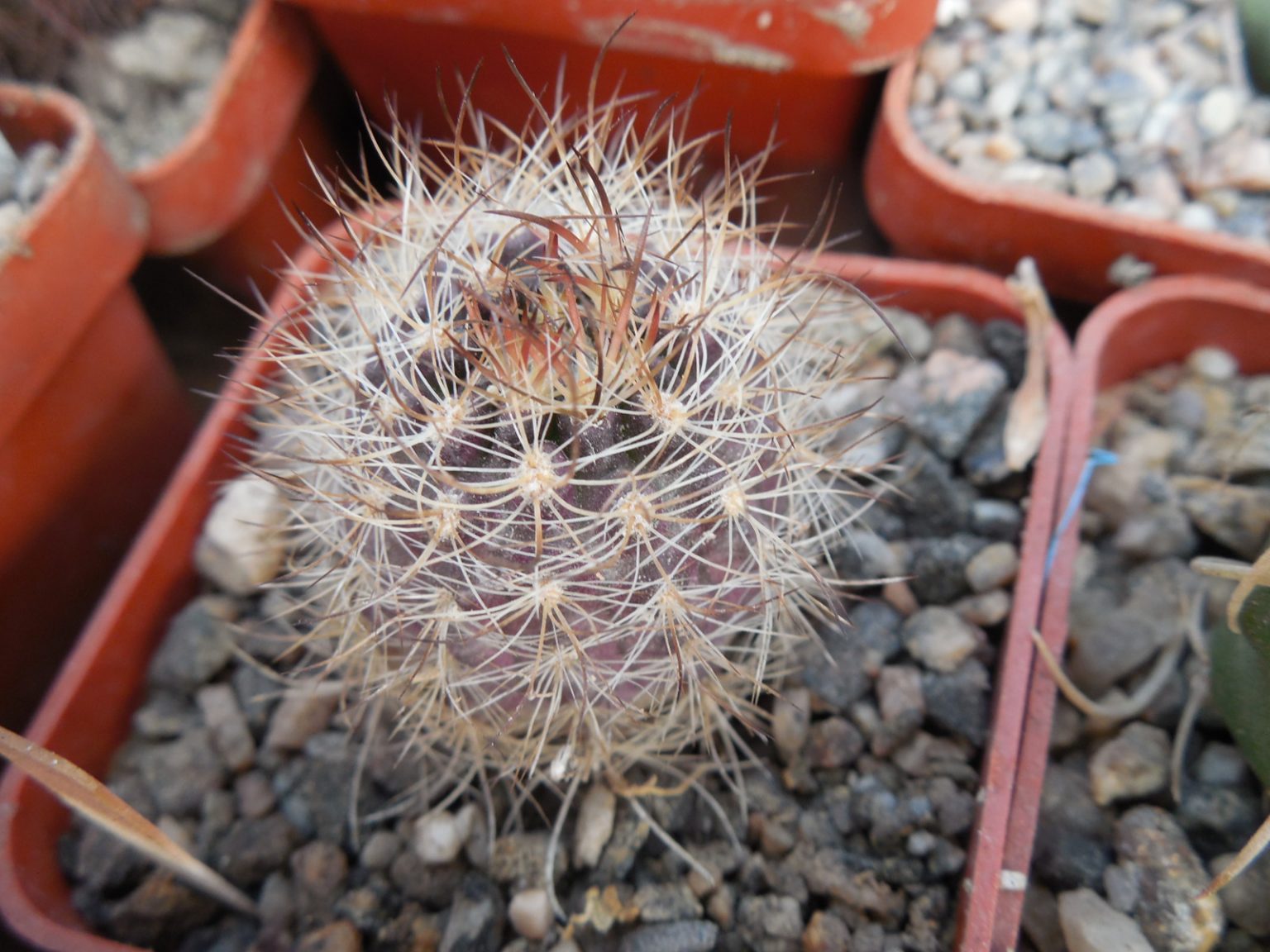 Neoporteria gerocephala KK 96 - MG - — Cactus-shop
