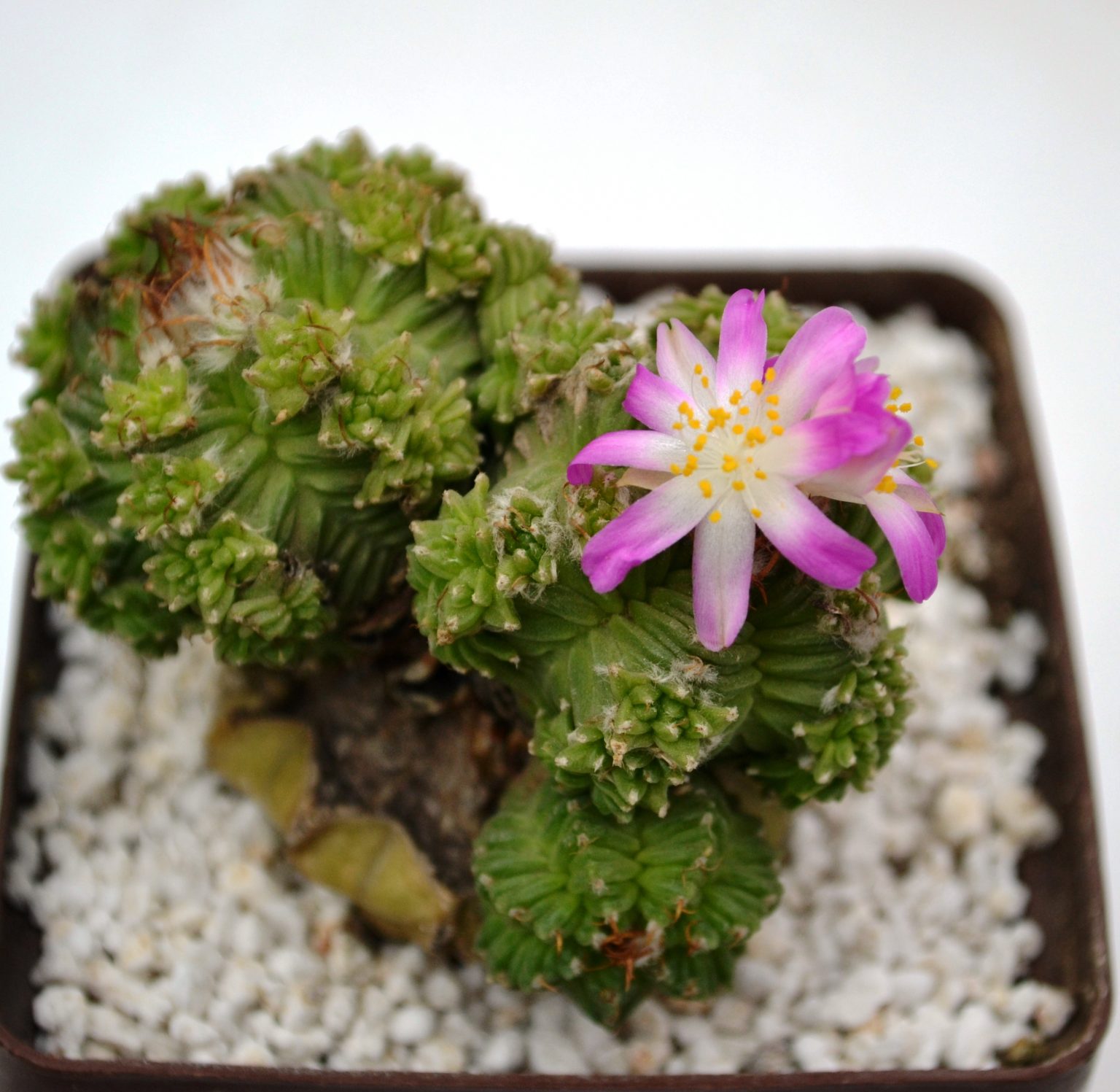 Aztekium valdezii — Cactus-shop