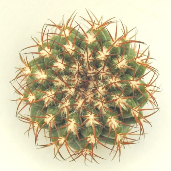 Discocactus hartmanii ssp.magnimammus (Rio Caralos 275m. Mato Grosso do ...