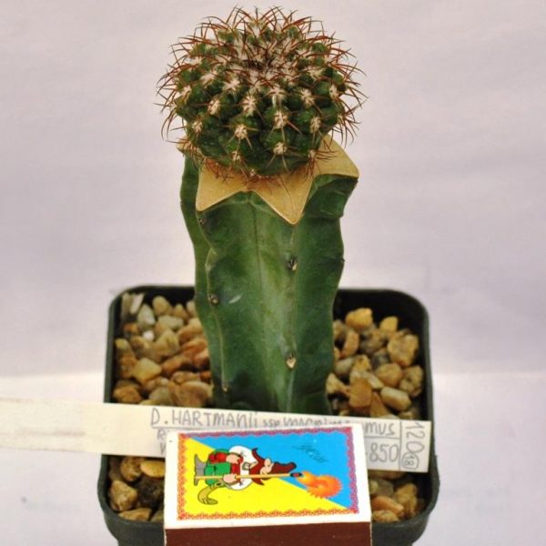 Discocactus hartmanii ssp.magnimammus (Rio Caralos 275m. Mato Grosso do ...