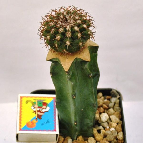 Discocactus hartmanii ssp.magnimammus (Rio Caralos 275m. Mato Grosso do ...