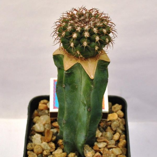 Discocactus hartmanii ssp.magnimammus (Rio Caralos 275m. Mato Grosso do ...