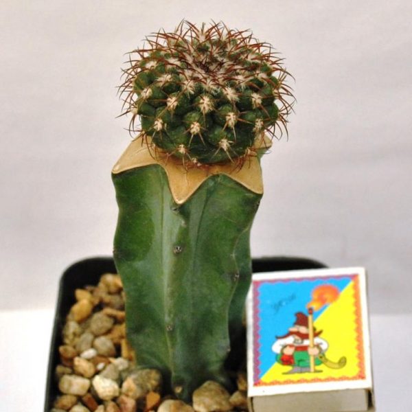 Discocactus hartmanii ssp.magnimammus (Rio Caralos 275m. Mato Grosso do ...