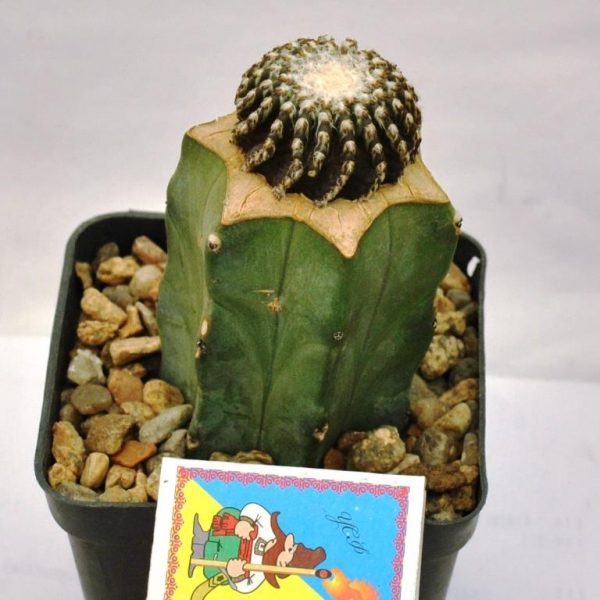 Discocactus horstii (21.4с.6) — Cactus-shop