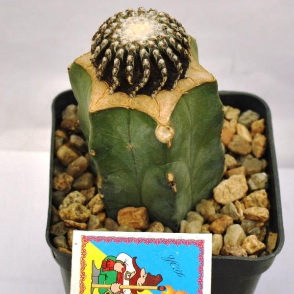 Discocactus horstii (21.4с.6) — Cactus-shop