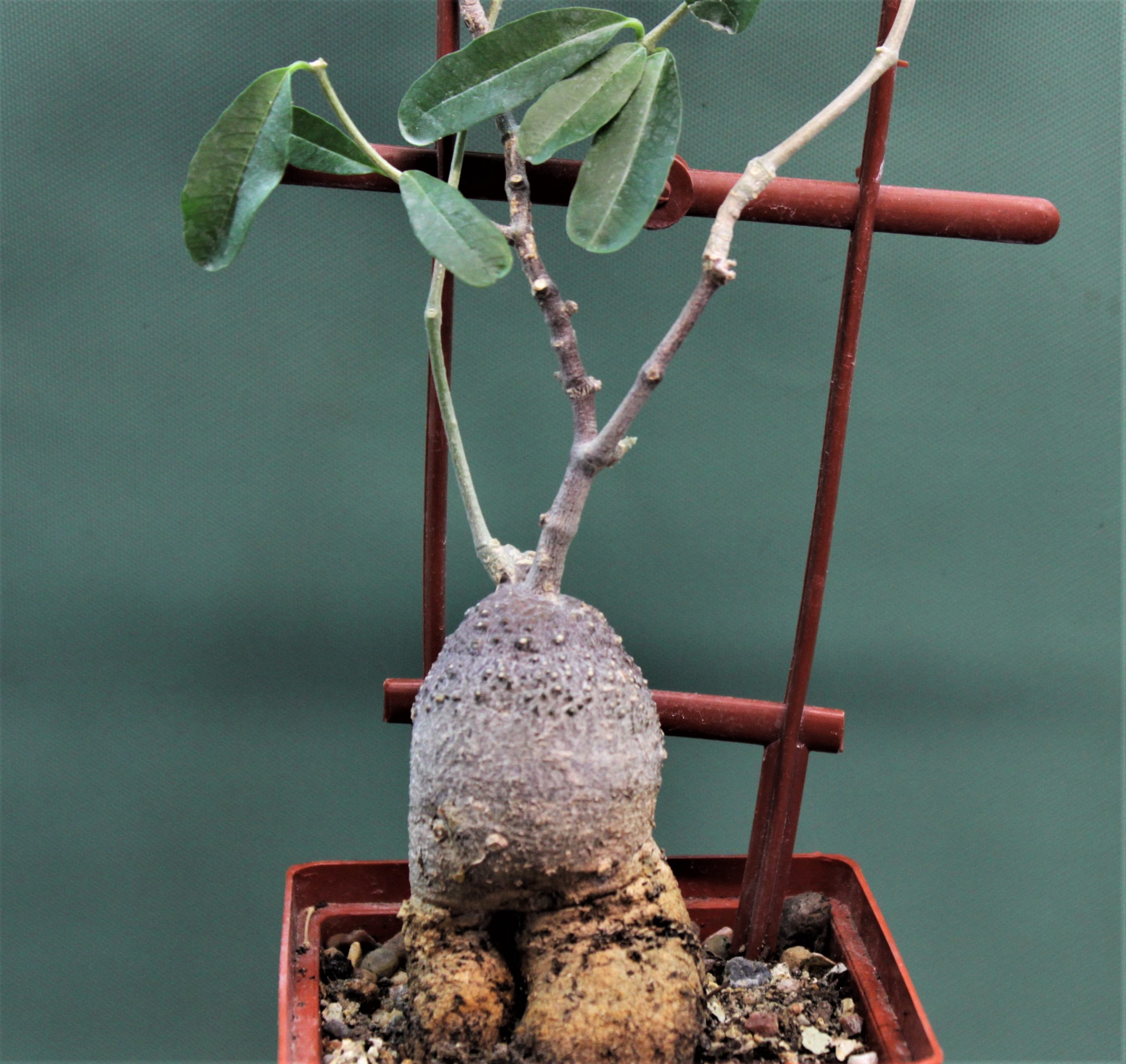Fockea-edulis-5 — Cactus-shop