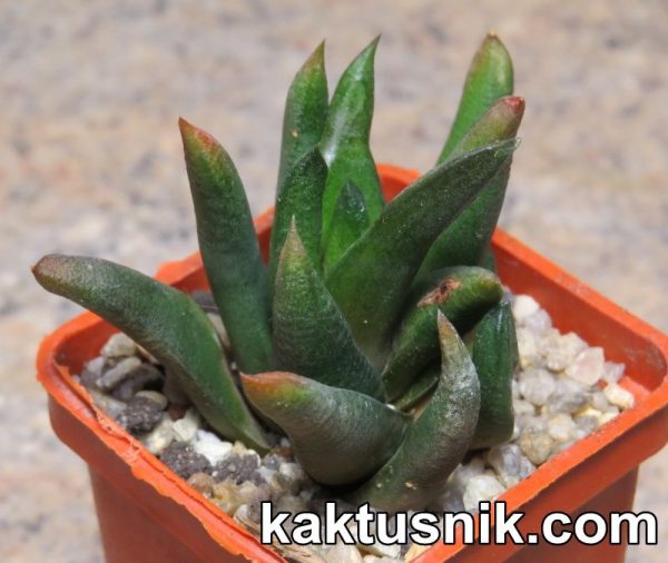 Haworthia scabra v. morisae -Koos Raubenheimer Dam- — Cactus-shop