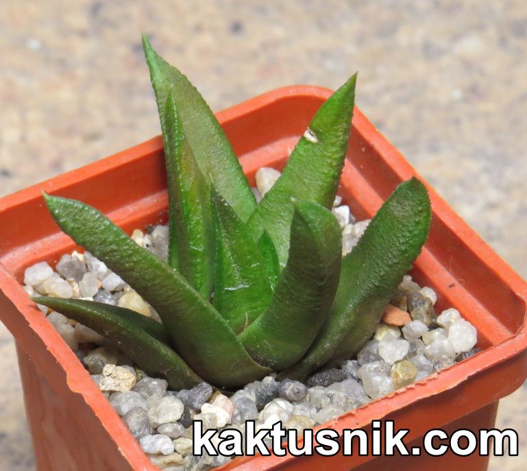 Haworthia scabra v. morisae -Koos Raubenheimer Dam- — Cactus-shop