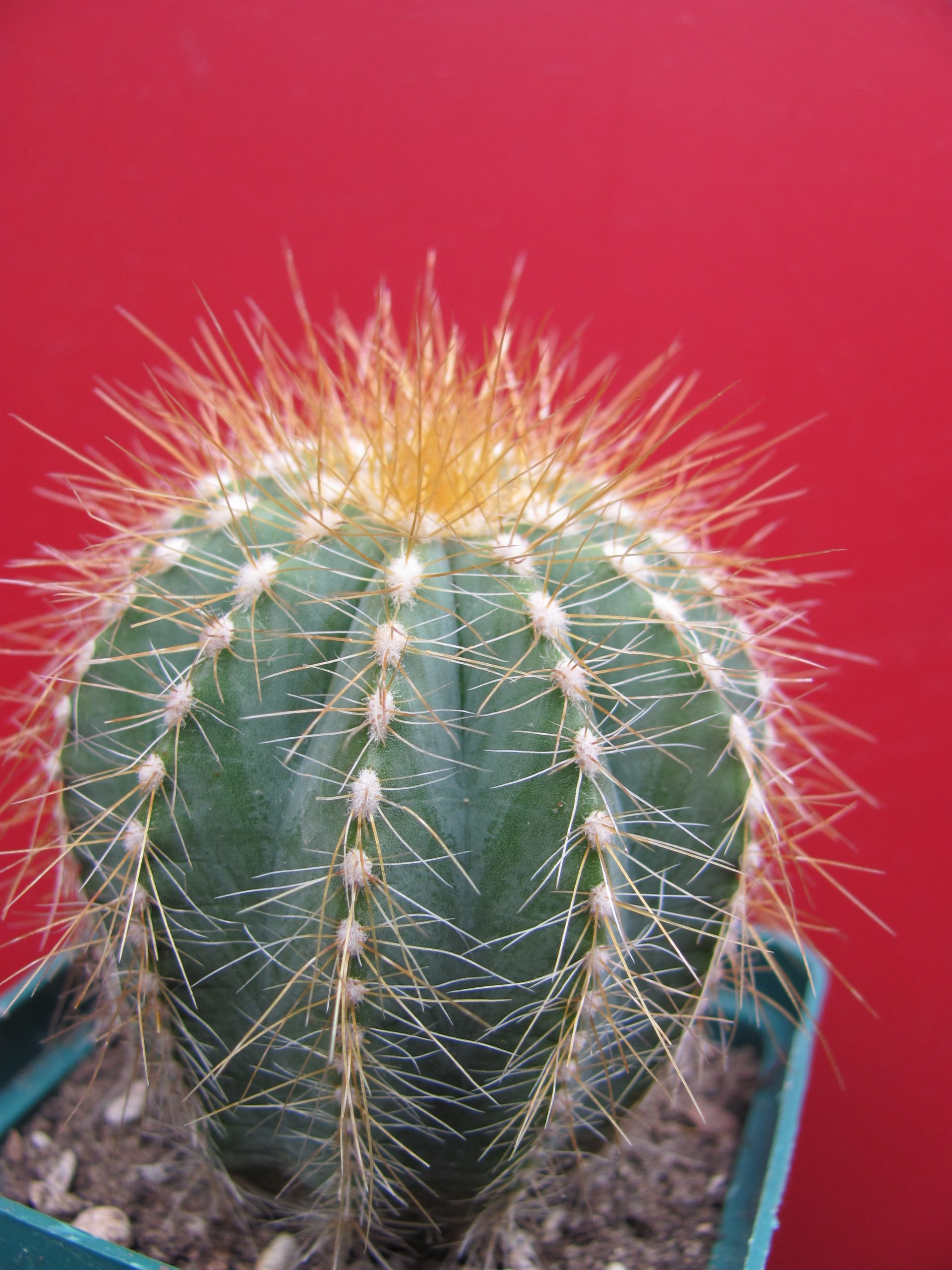 Eriocactus magnificus — Cactus-shop