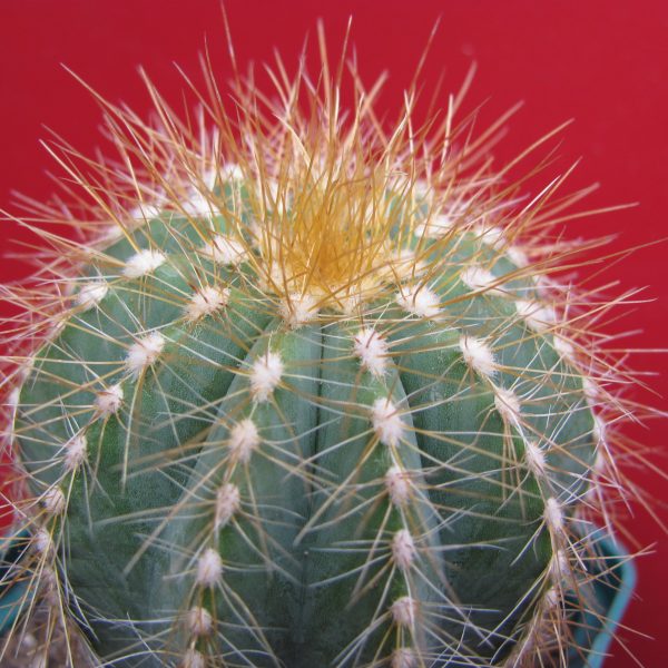 Eriocactus magnificus — Cactus-shop