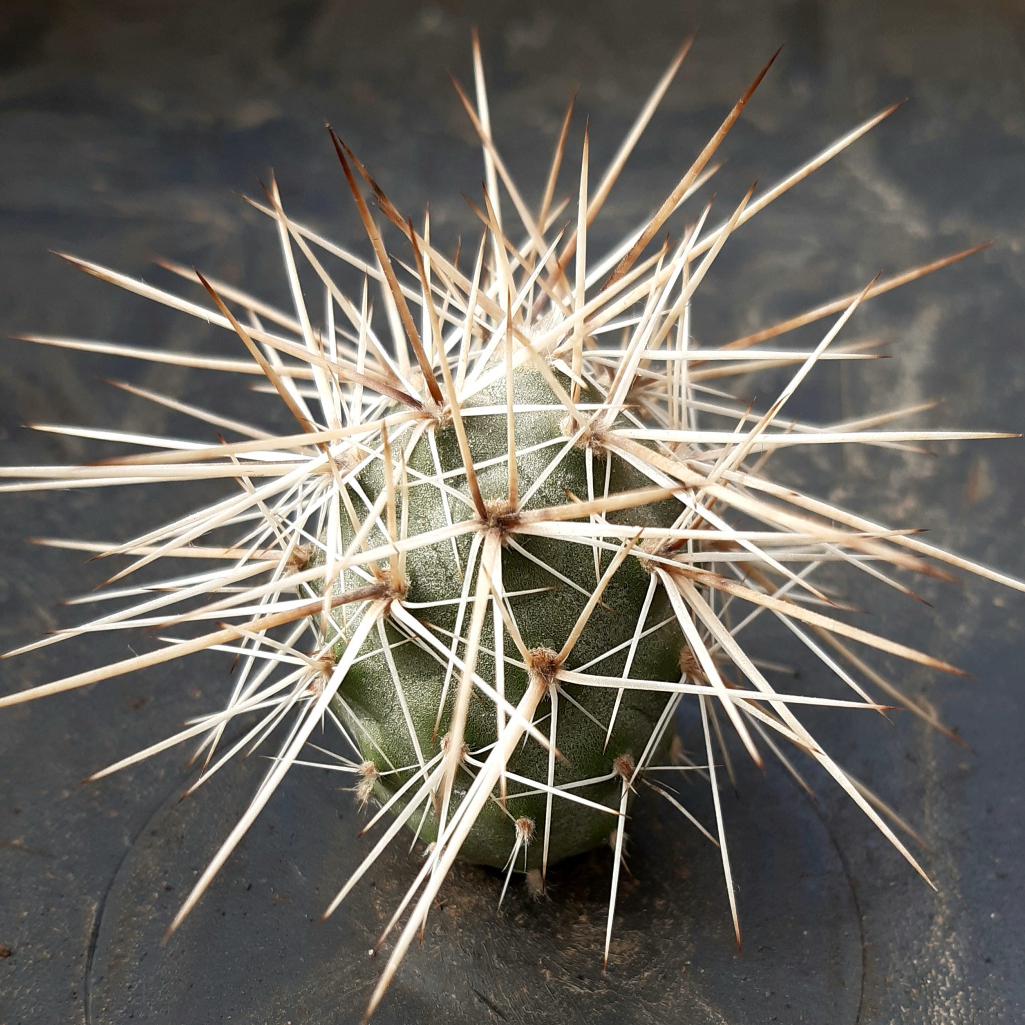 Tephrocactus — Страница 2 из 3 — Cactus-shop