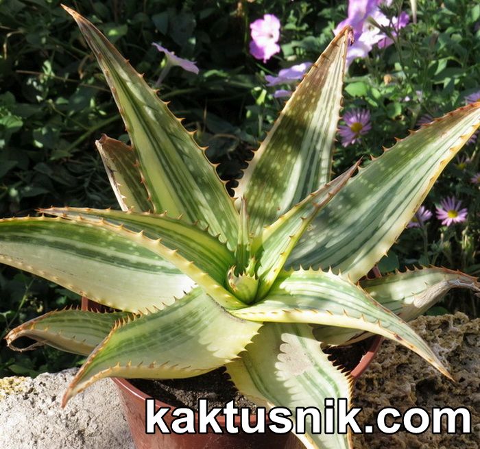 Aloe ' Tiger Taffy' 2 — Cactus-shop