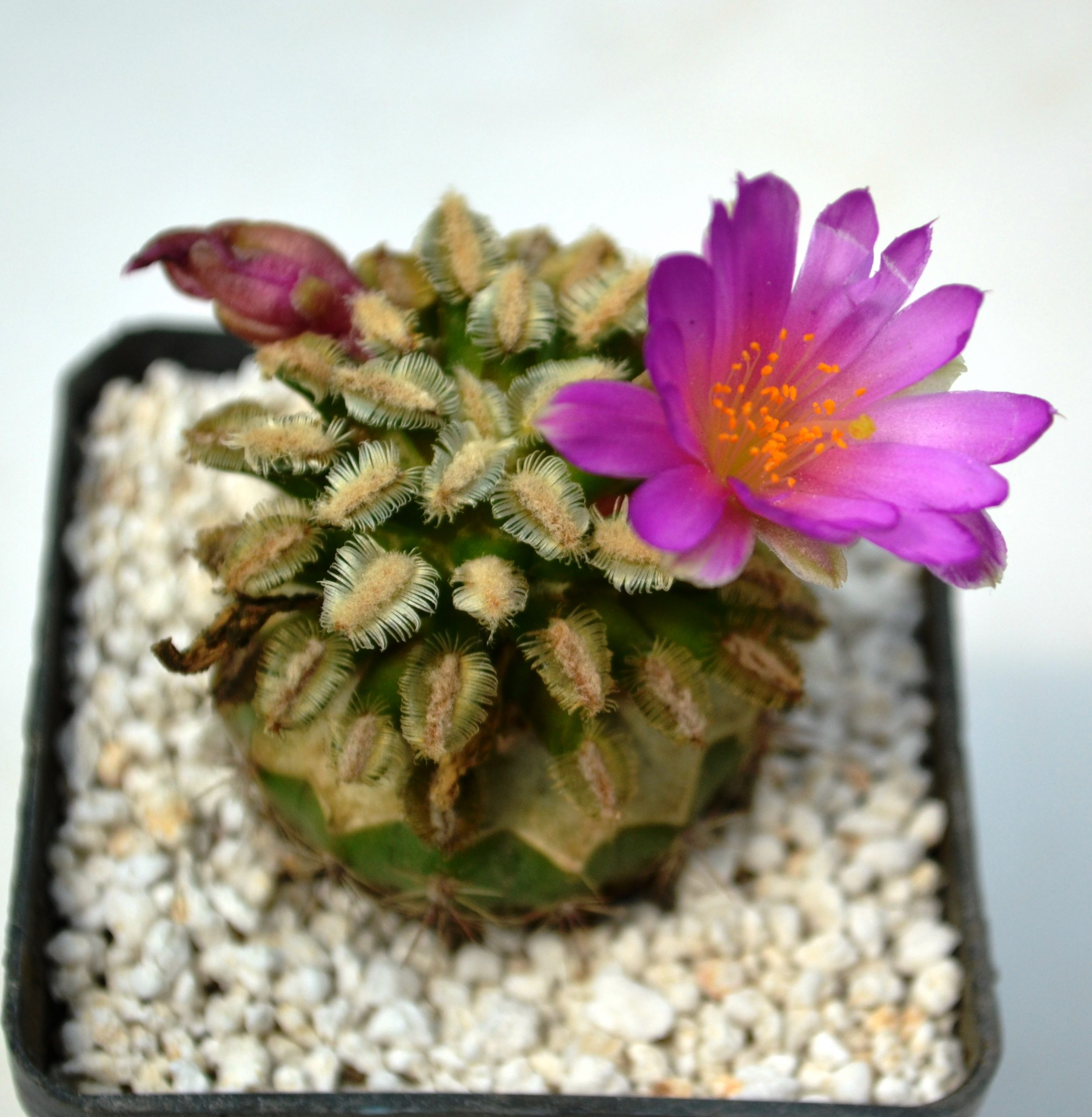 Mammillaria bertholdii — Cactus-shop