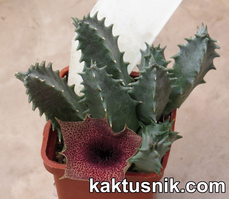 Huernia barbata весь куст — Cactus-shop
