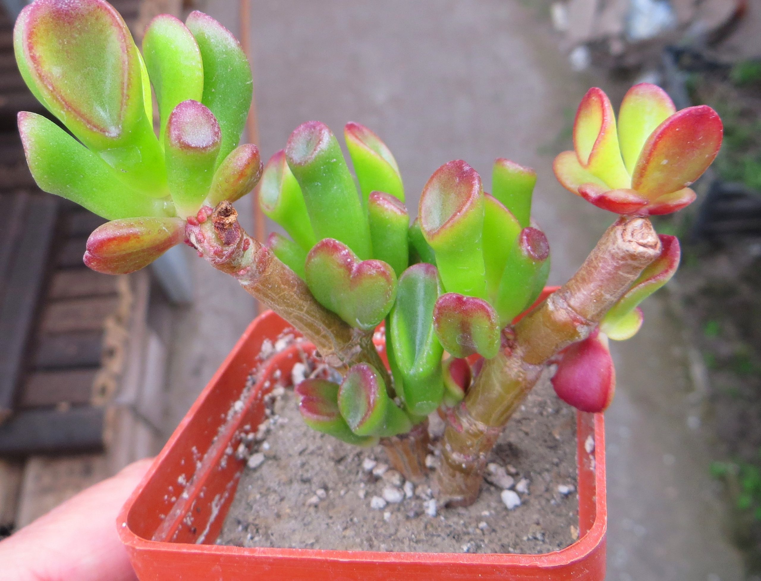 crassula ovata hobbit — Cactus-shop