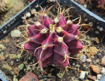 gymnocalycium damsi — Cactus-shop