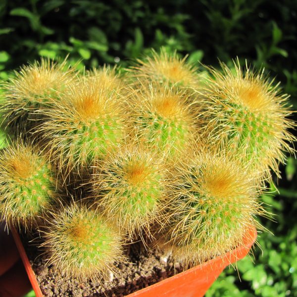 Eriocactus leninghausii — Cactus-shop