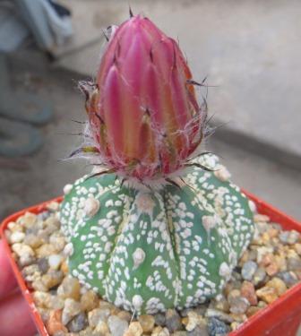 ascap gold rote blute — Cactus-shop