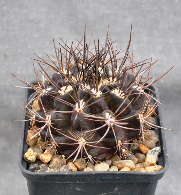 Neoporteria rapifera (21.6с.13) — Cactus-shop