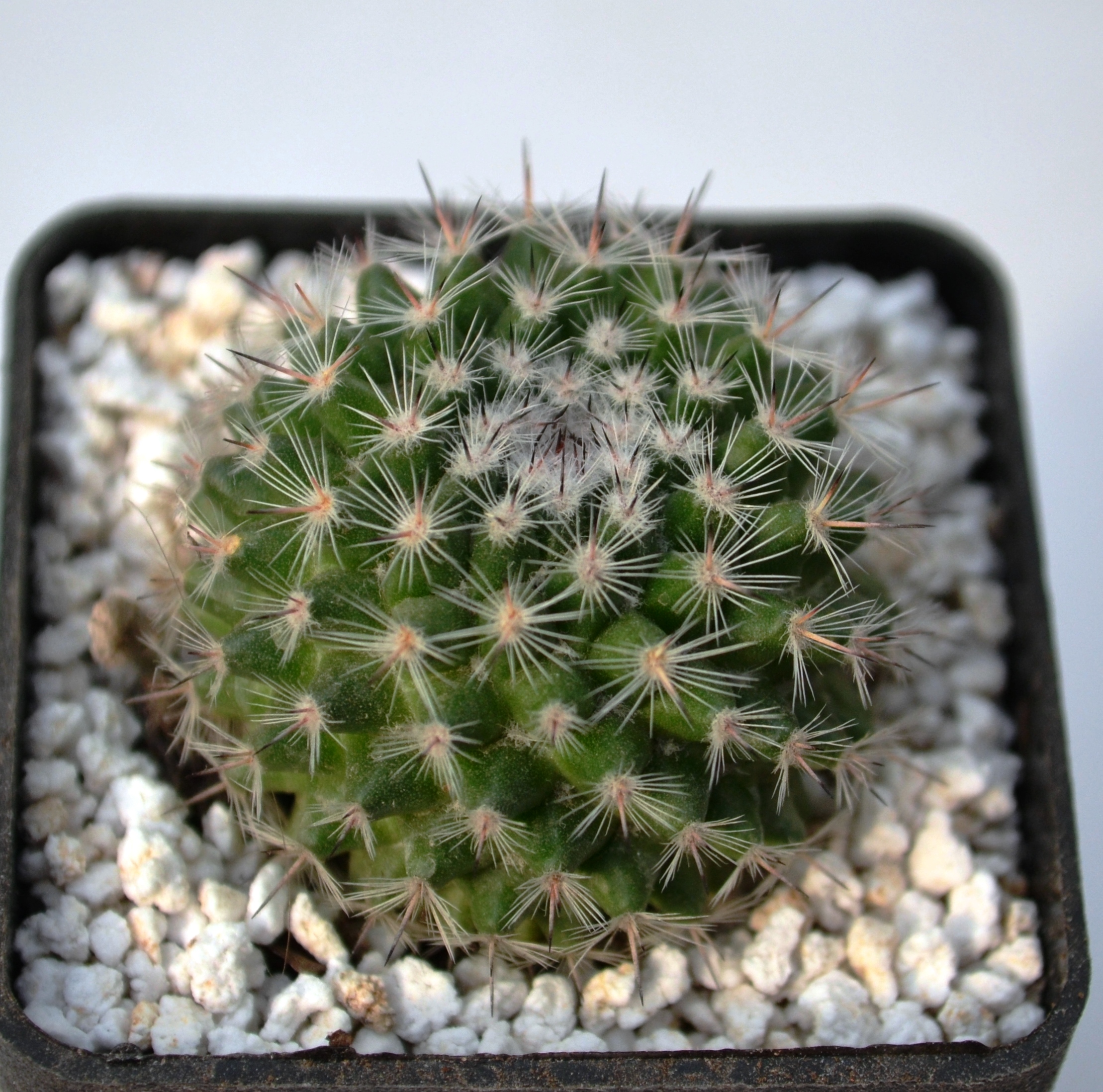 Mammillaria albata — Cactus-shop