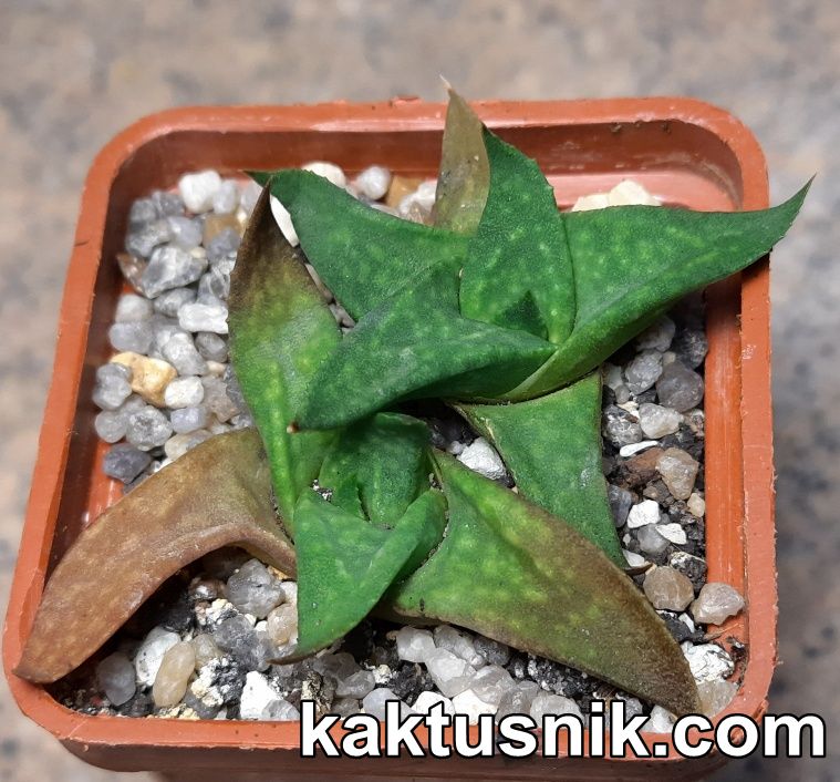 Gastrolea 'Suchak's Black' Gasteria armstrongii x Aloe descongsii ...