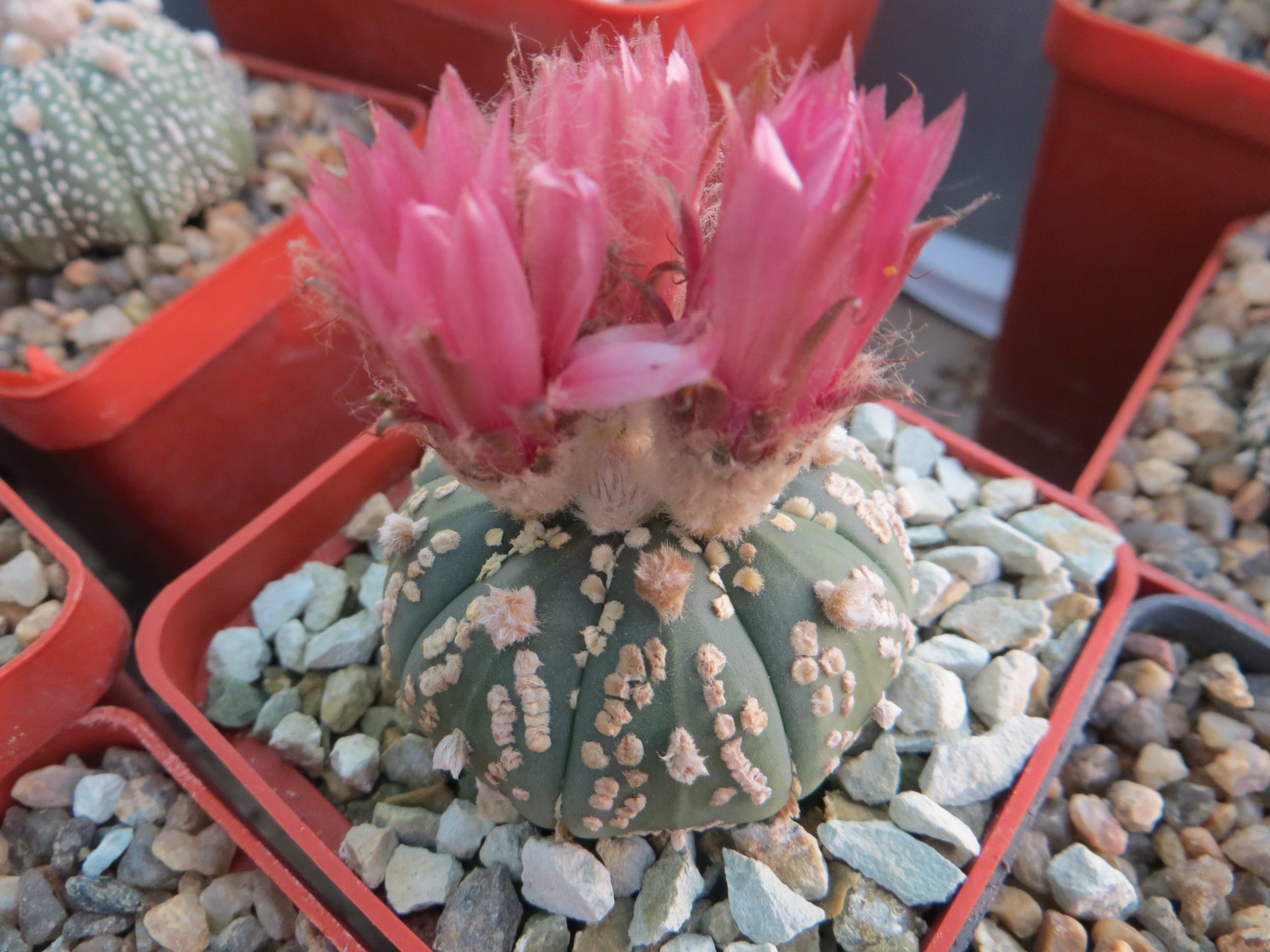 astrophytum super kabuto gold red flowers — Cactus-shop