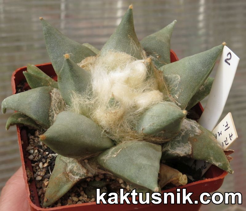 Ariocarpus retusus v.minimus 2 свои корни — Cactus-shop