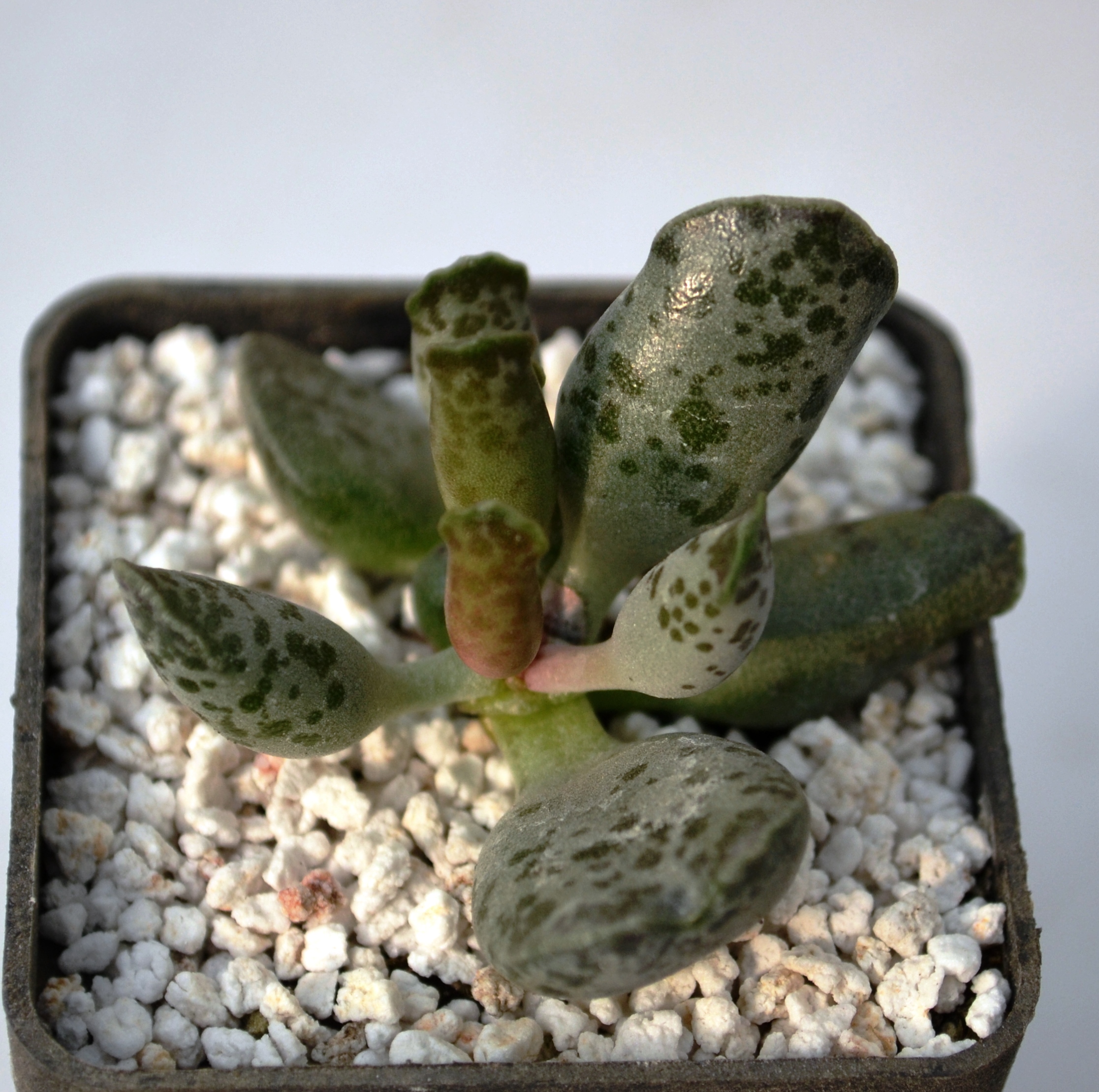 Adromischus festivus — Cactus-shop