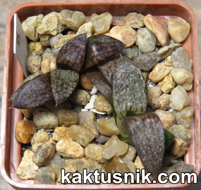 Haworthia magnifica v.splendens -Dekriet Road- 5 — Cactus-shop