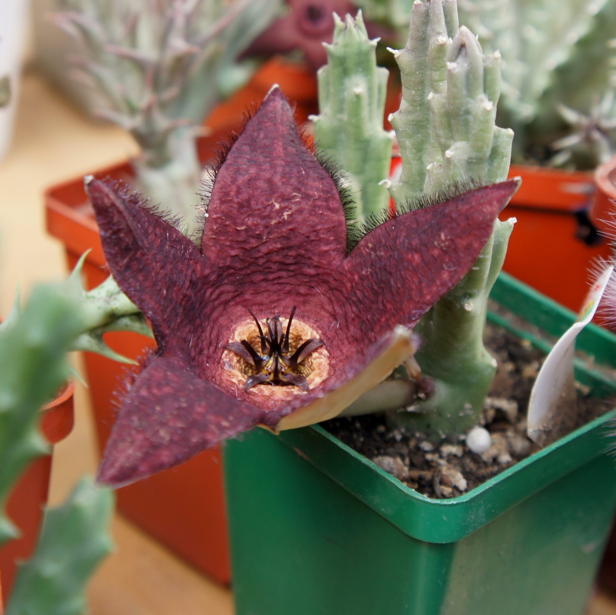 Stapelia — Cactus-shop