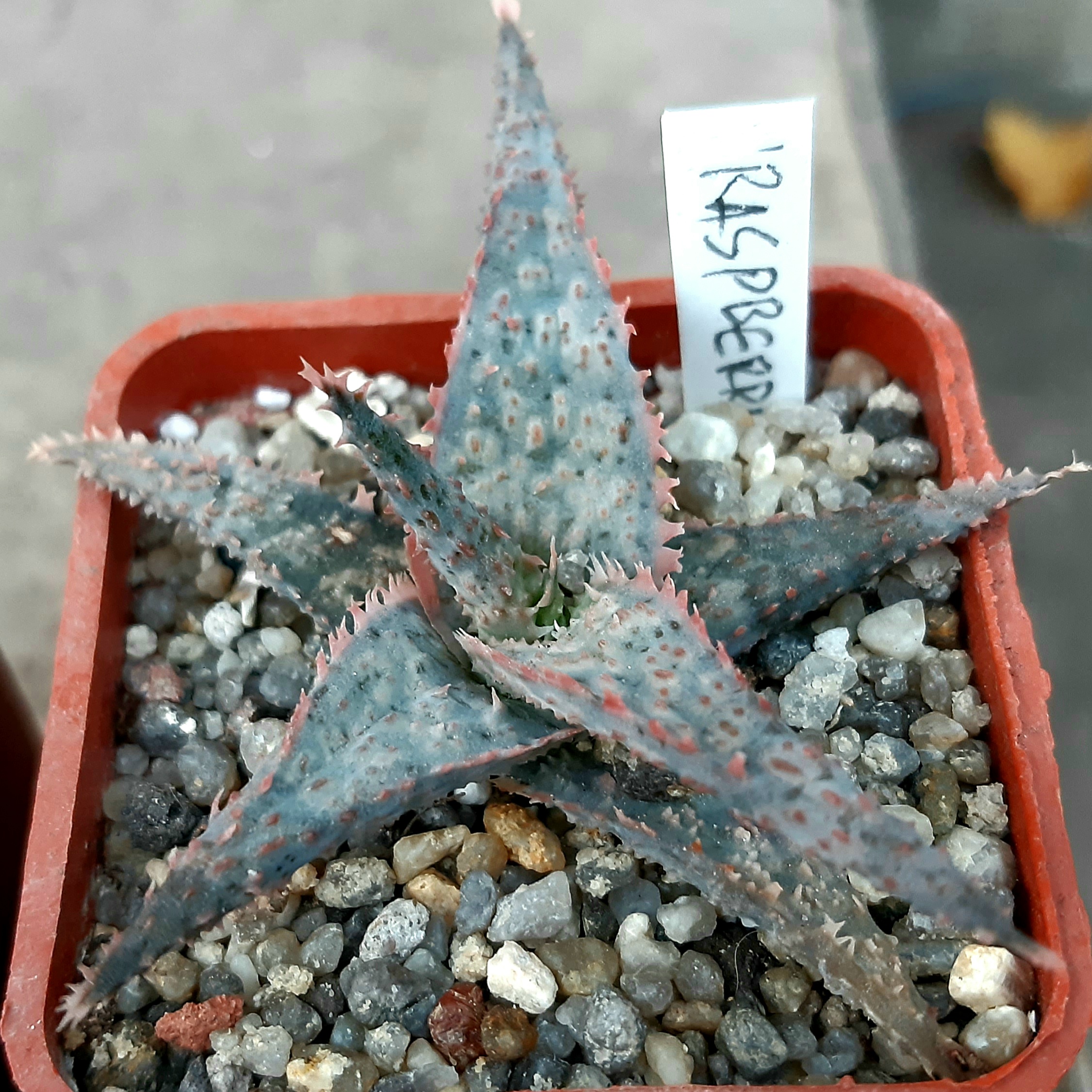 Aloe cv.'Raspberry Ruffles' — Cactus-shop