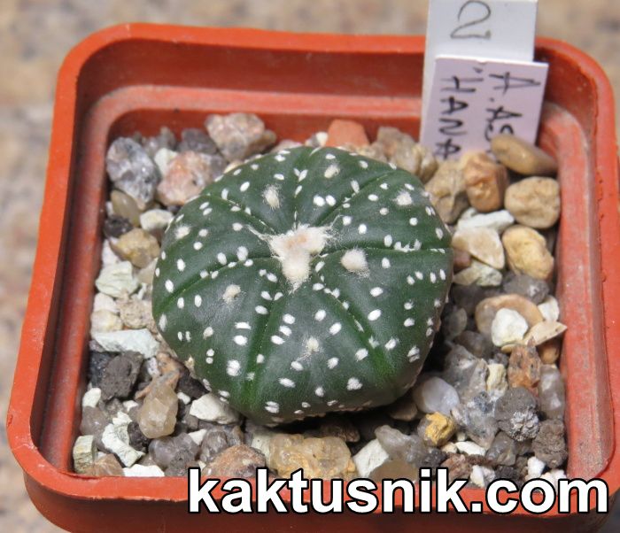 Astrophytum asterias 'Hanazono' 2 — Cactus-shop