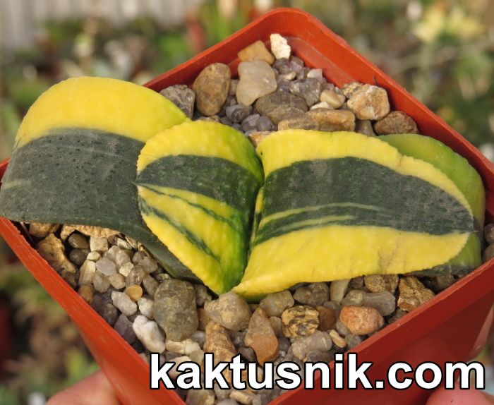 1377 Gasteria armsrongii f.variegata сіянці — Cactus-shop