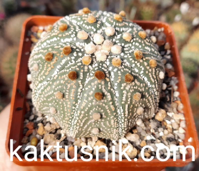 Astrophytum asterias 'Miracle' x asterias 'STAR SHAPED' семена — Cactus ...