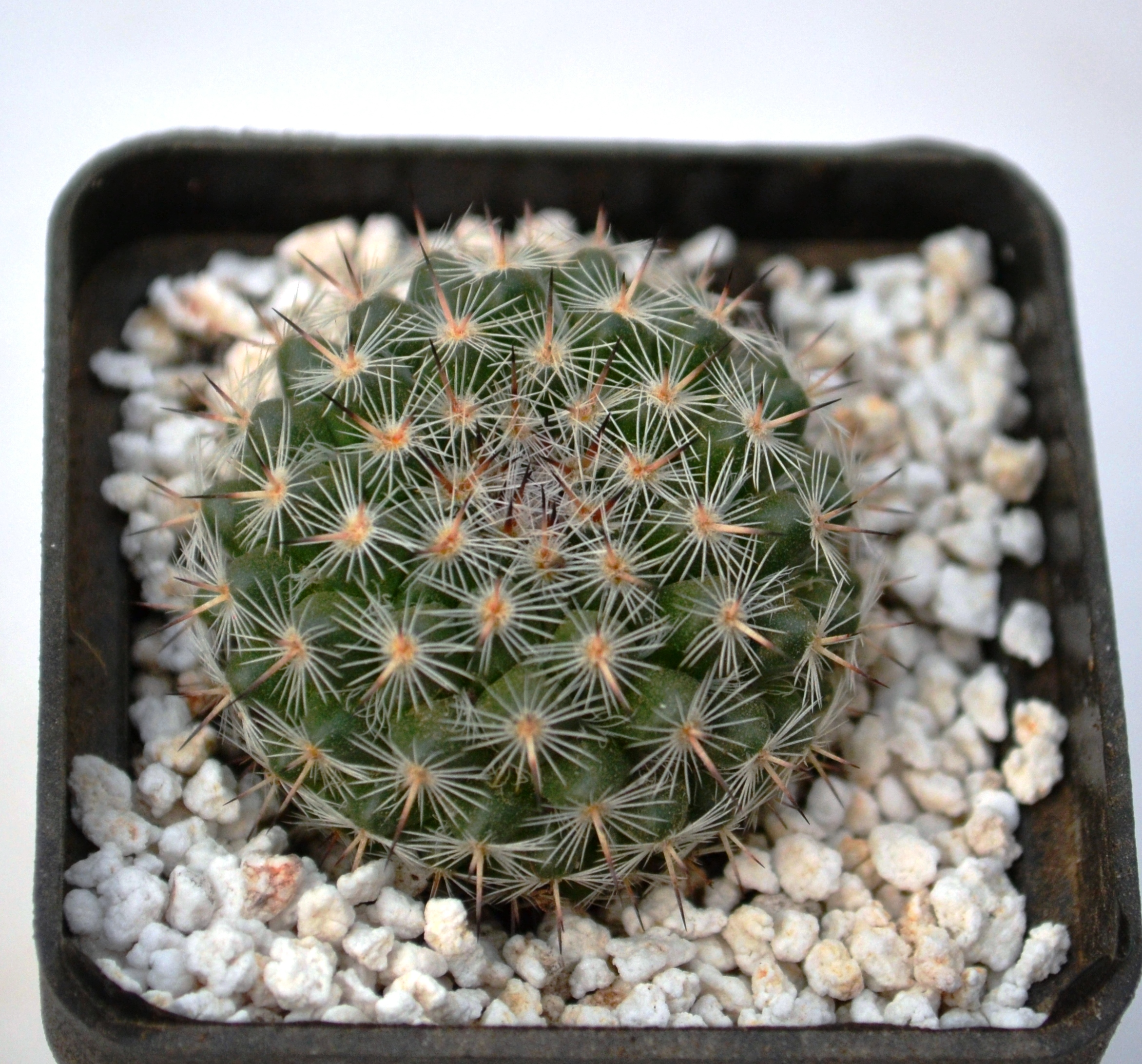 Mammillaria albata — Cactus-shop