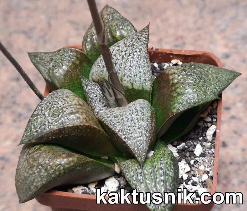 Haworthia magnifica v.splendens -Dekriet Road- семена — Cactus-shop