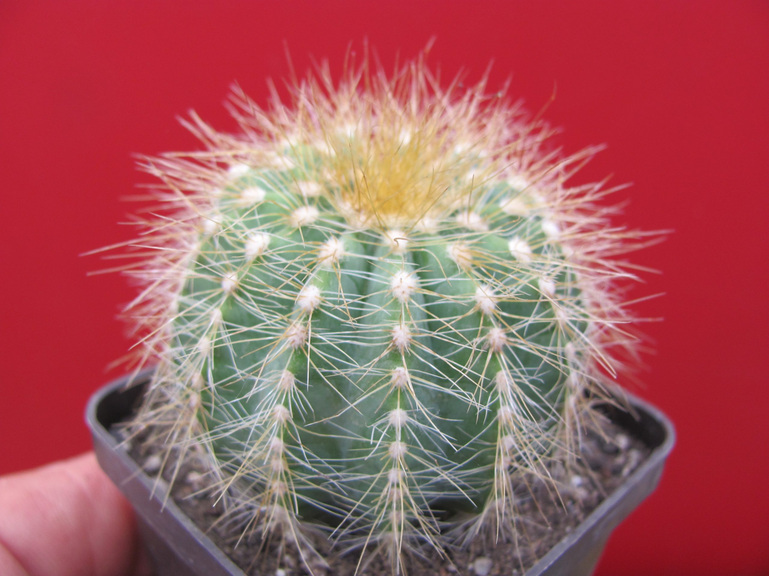 Eriocactus magnificus — Cactus-shop