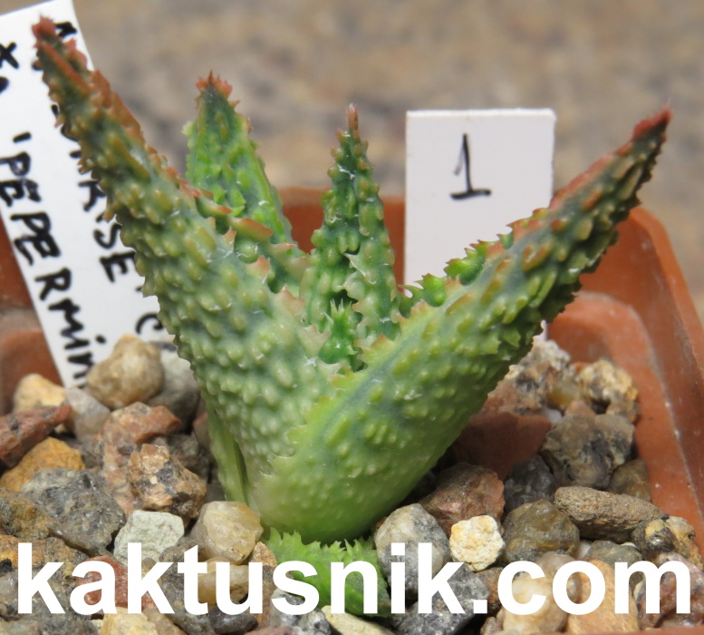 Aloe ‘Sunrise’ hybrid clon9 x Aloe ‘Pepermint’ x ‘Vito’ 1 — Cactus-shop