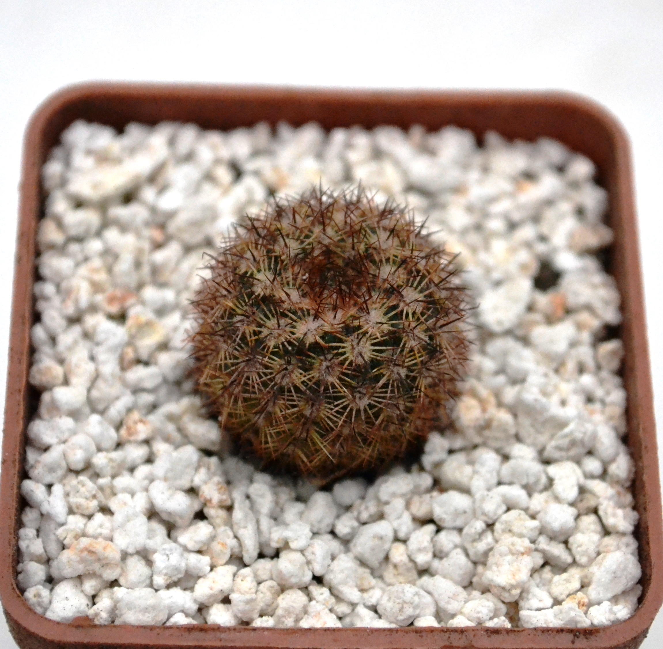 Notocactus rutilans — Cactus-shop