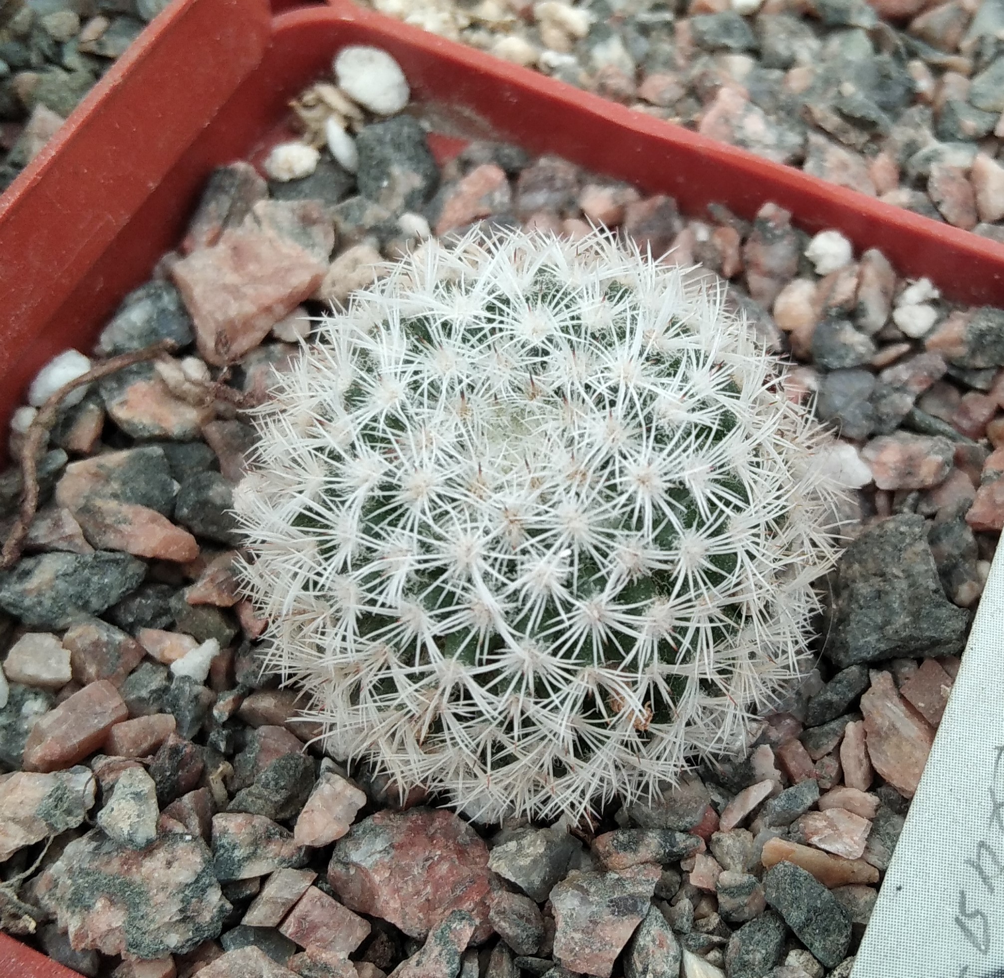 Mammillaria albata -s — Cactus-shop