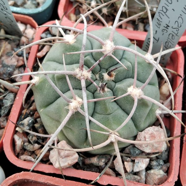 Главная — Cactus-shop