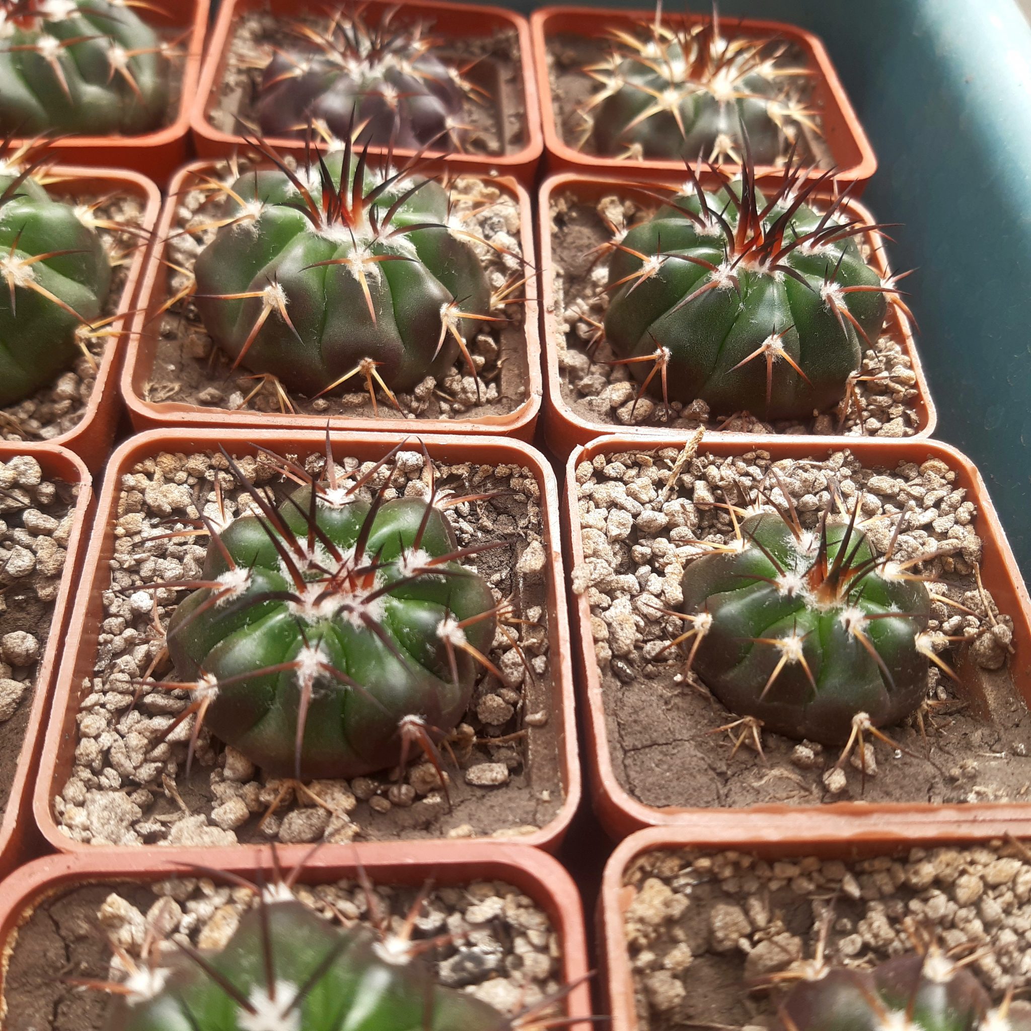 Discocactus latispinus — Cactus-shop