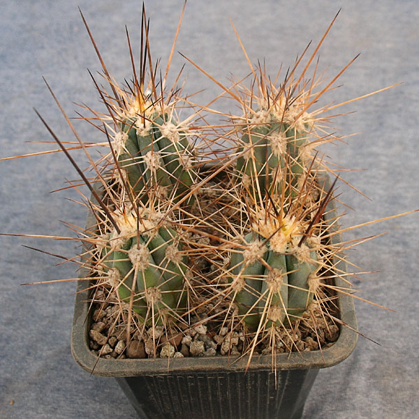 Stetsonia coryne JN 1483 — Cactus-shop