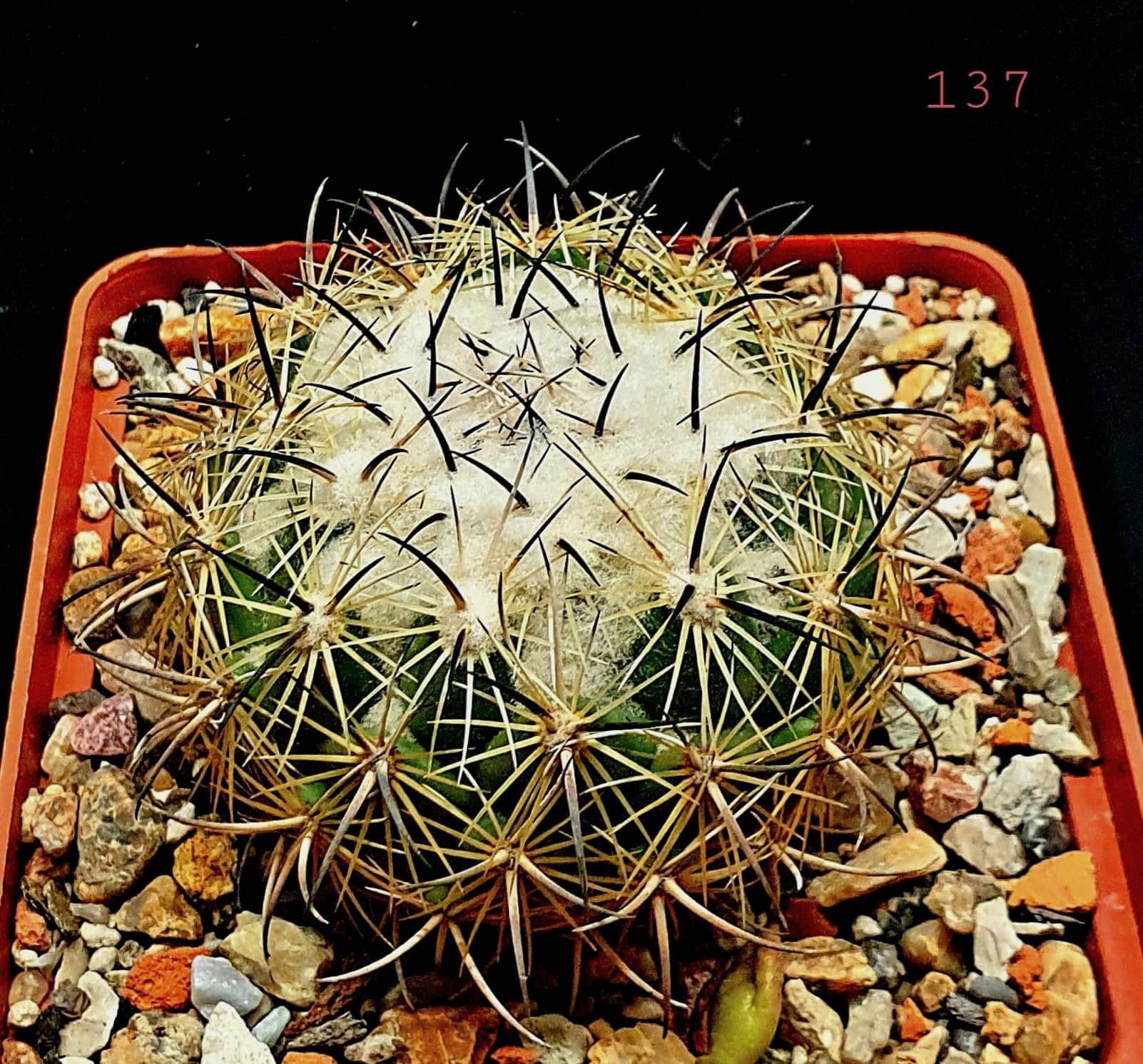 Coryphantha pallida- CH 154, MG 115.63 (10x10) — Cactus-shop